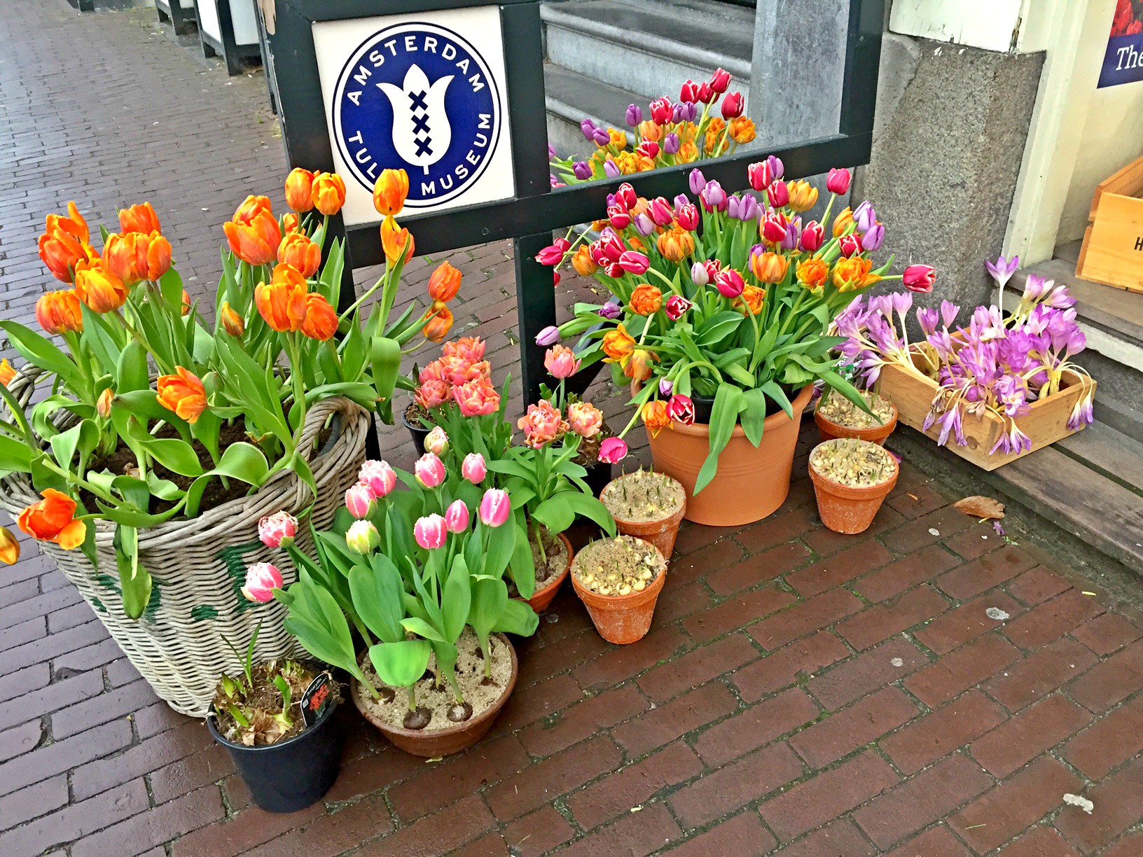 Things to do in Amsterdam | Old Town Walking Tour - Nordic Experience